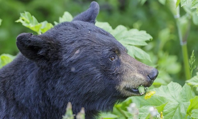 Reubican 10 osos a la Biosfera del Cielo para su conservación - Daisy ...